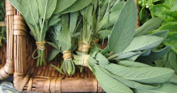 Φασκόμηλο το βότανο της αθανασίας | iTrofi